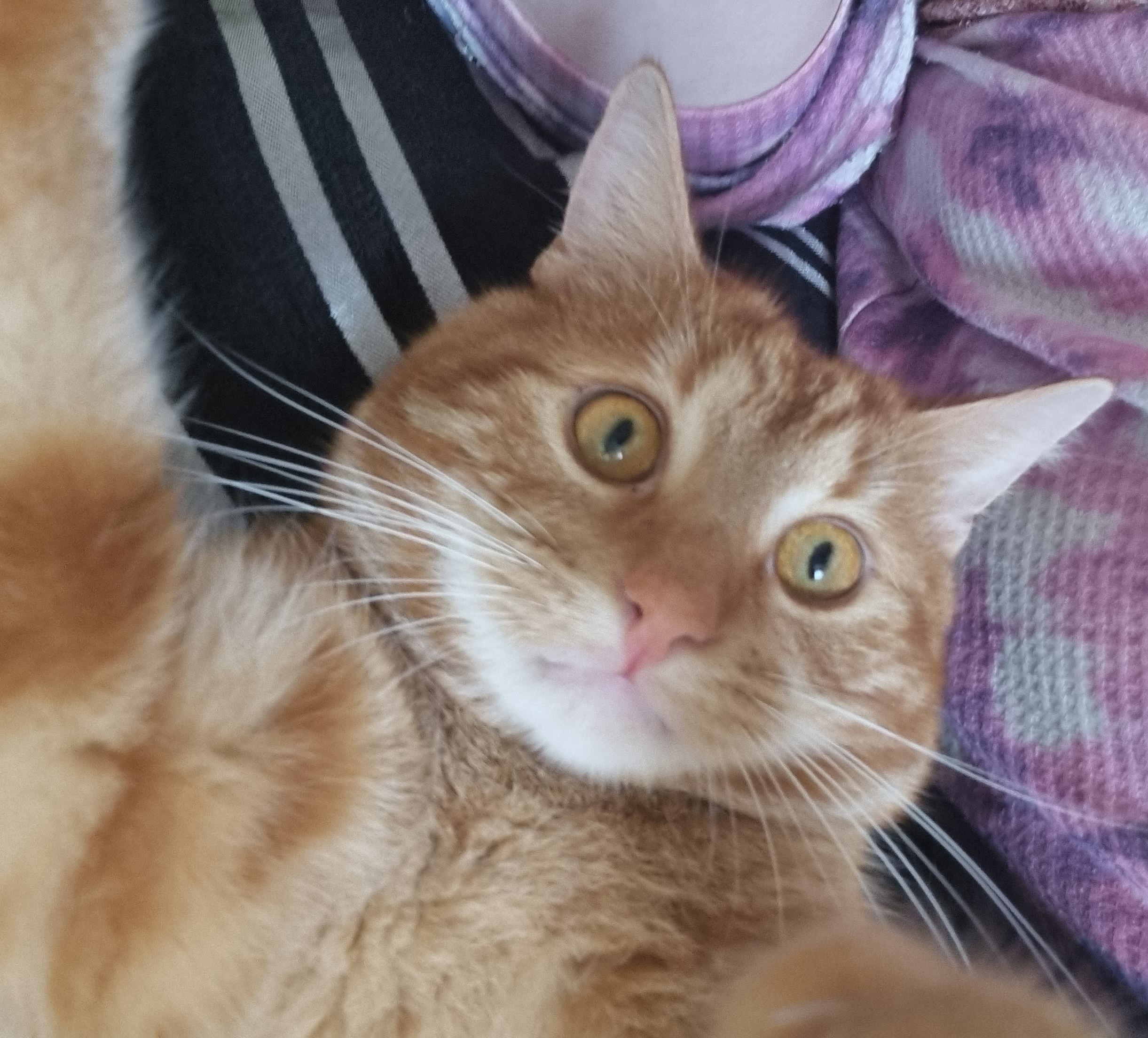 Ginger Steve - Vicky Rathbone - Your Cat