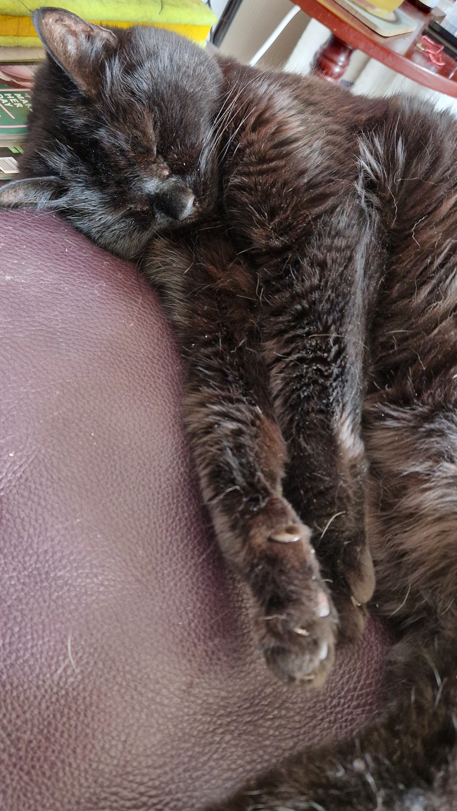 Imogen - Gemma Tucker - Your Cat