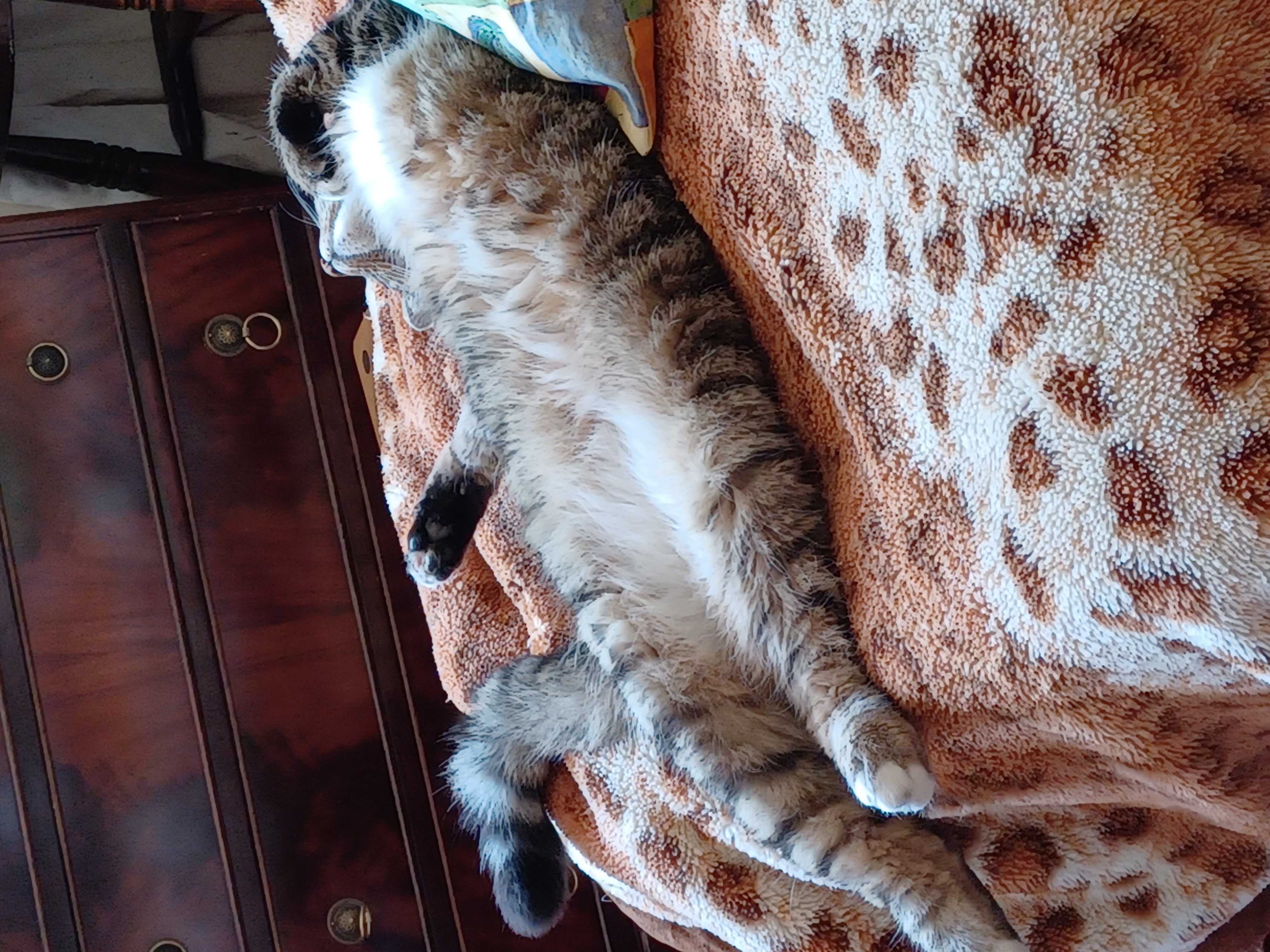 Pickle - Deborah Miles - Your Cat