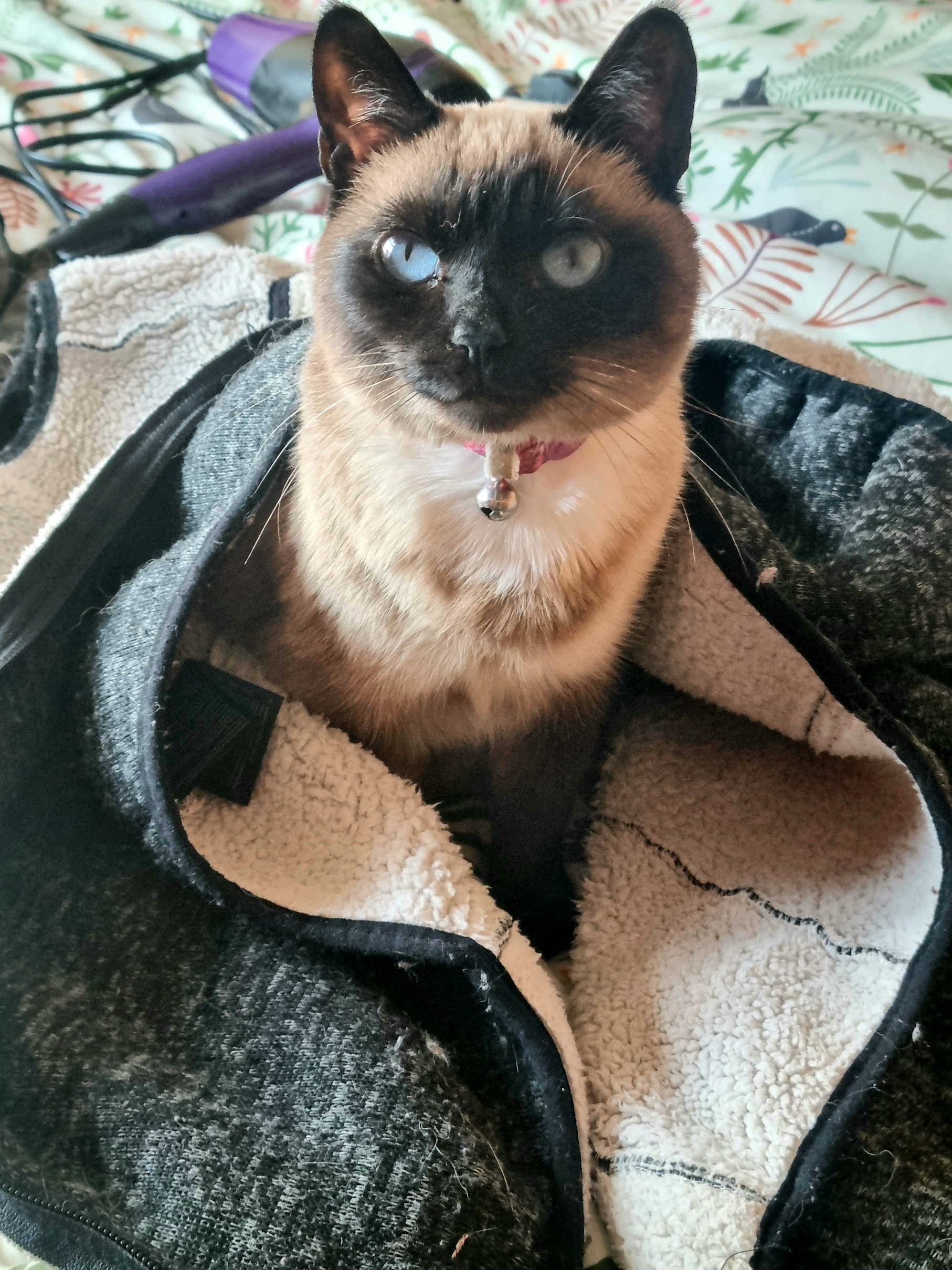 Briana - Vicki Withers - Your Cat