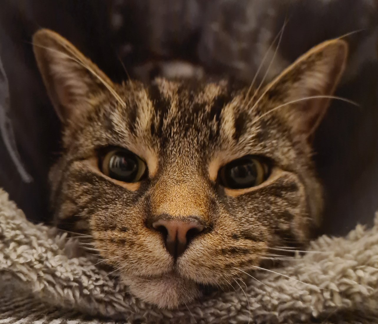 Bing - Chris Smith - Your Cat