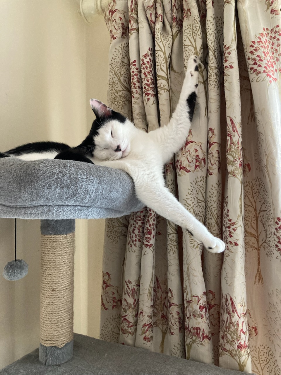 Oreo - Sam Paddon - Your Cat