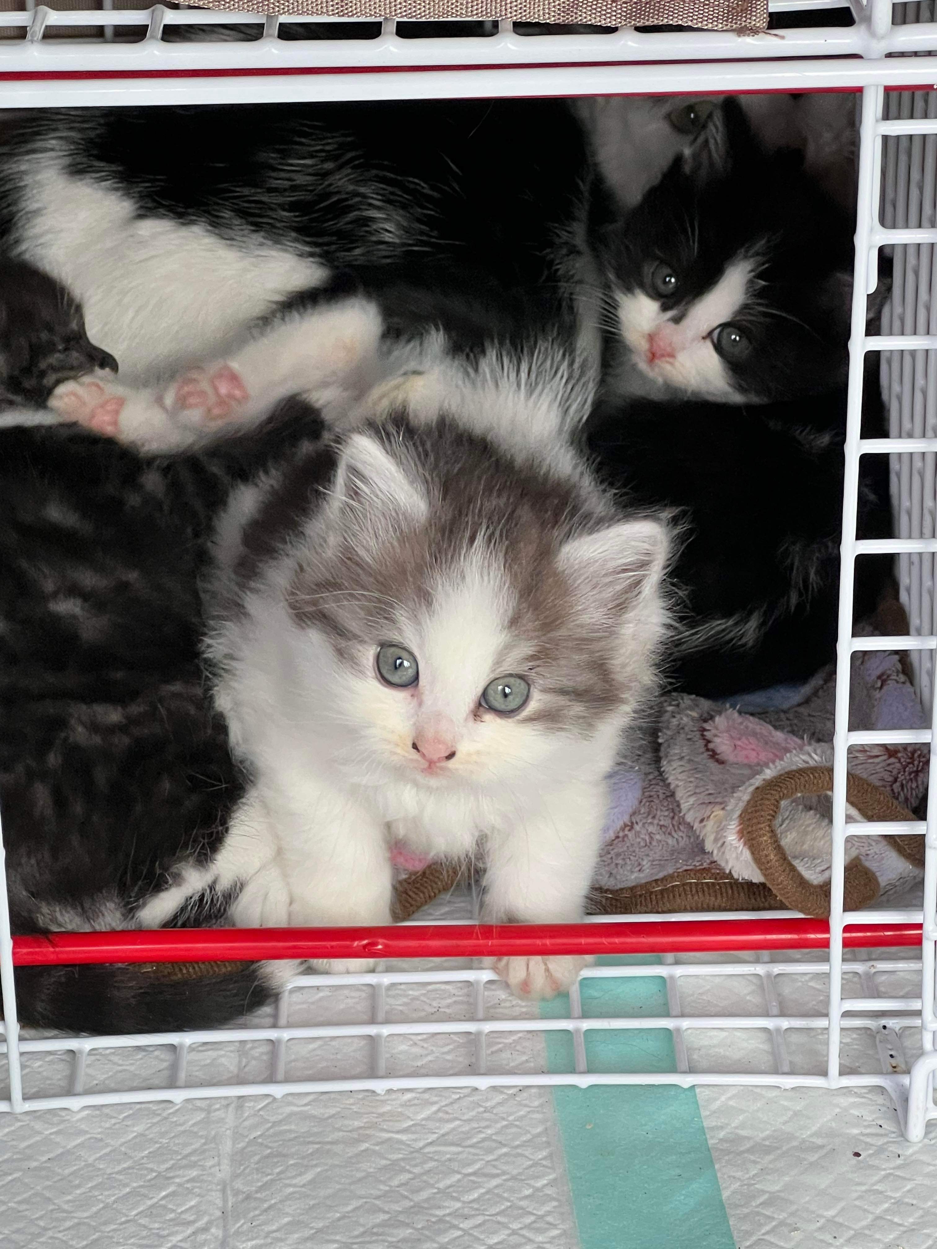 Barney - Sarah Parker - Your Cat