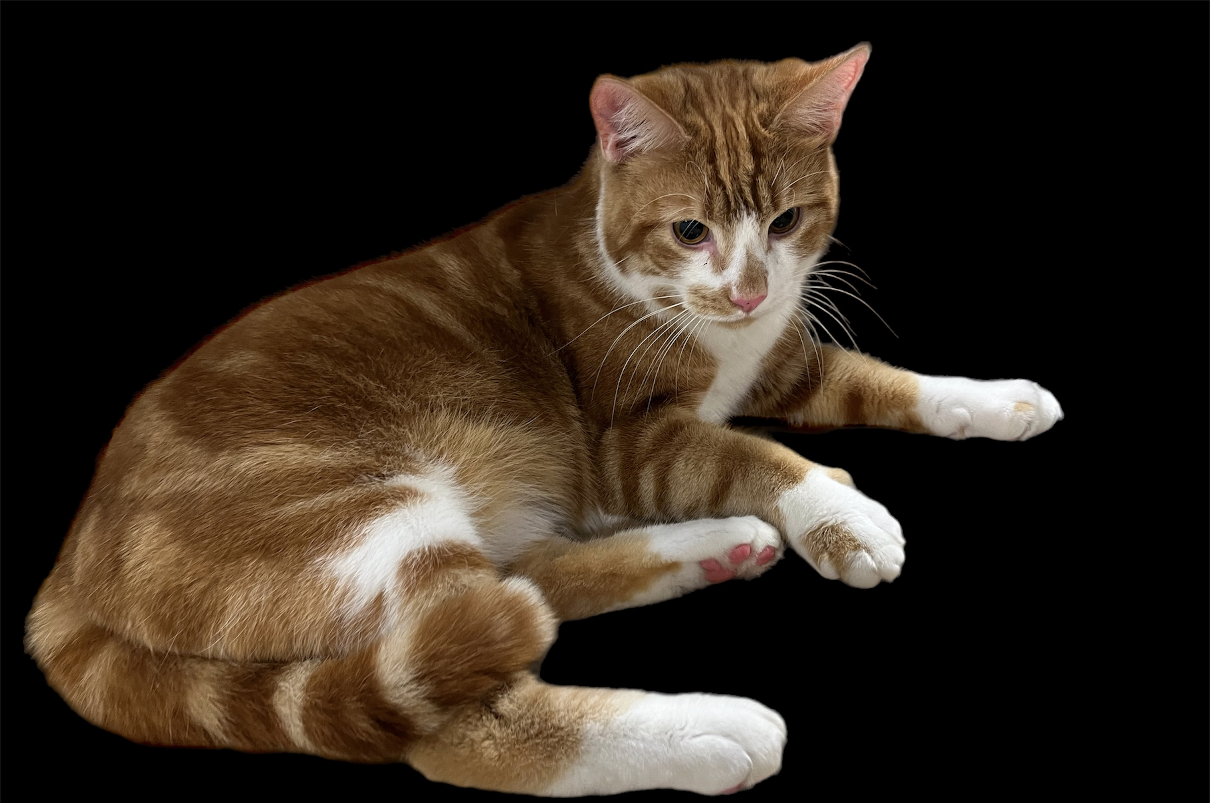 Hamish - Eileen Webb - Your Cat