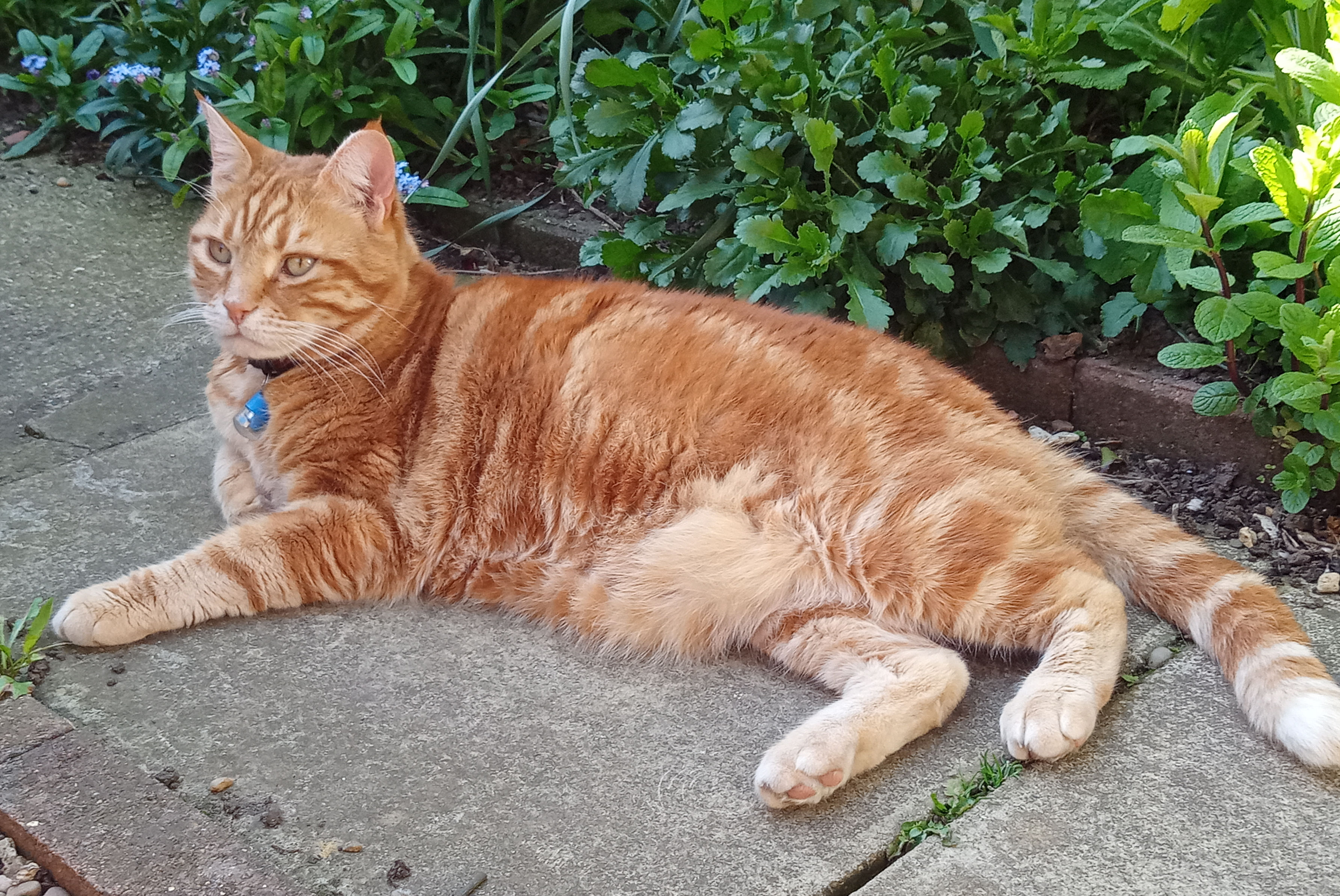 Tiggy - Trisha Lynch - Your Cat