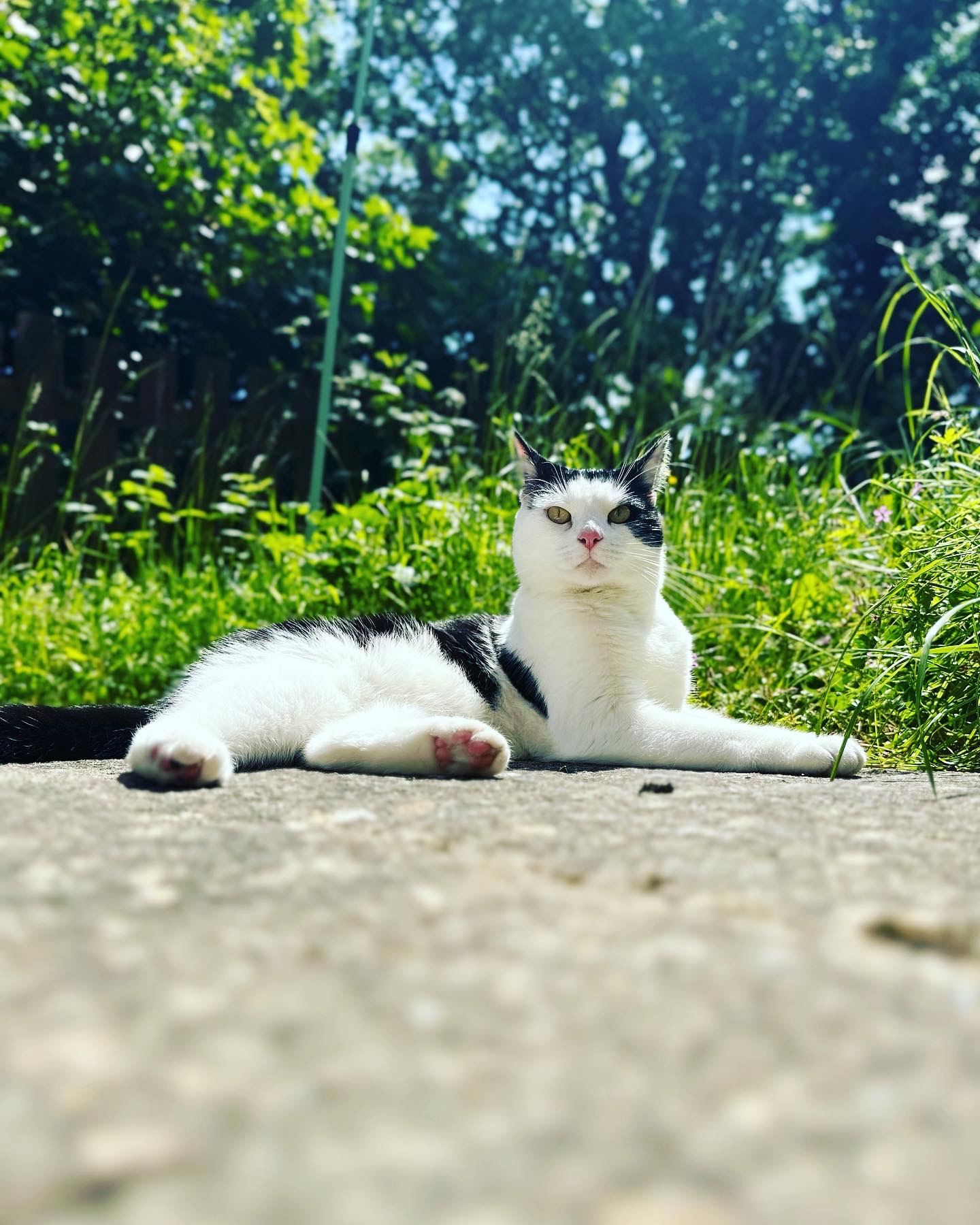 Loki - India - Your Cat