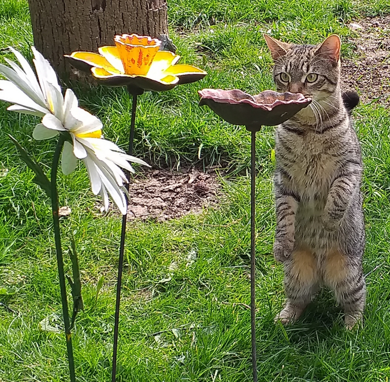 Claude - Donna Rigsby - Your Cat