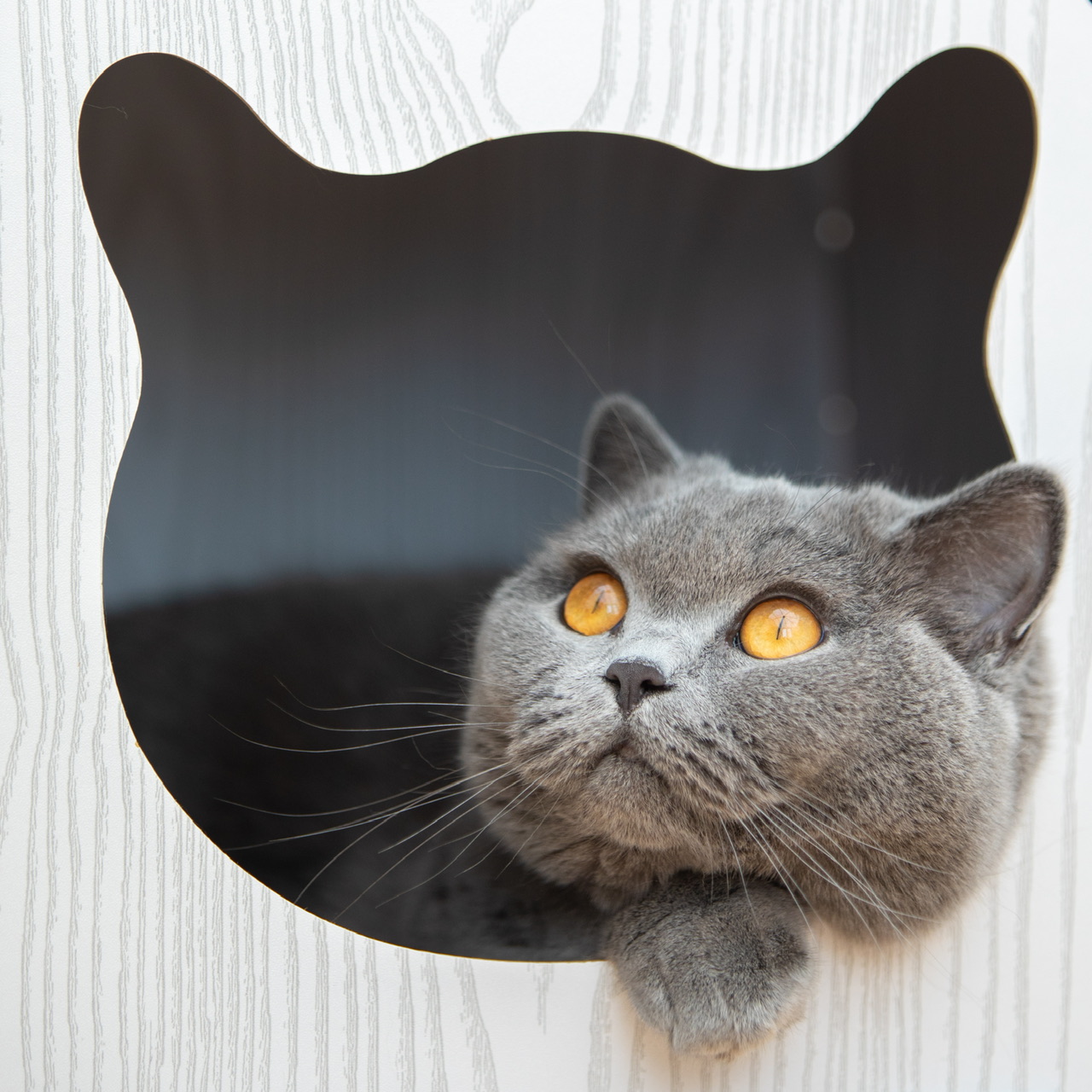 Hamish - Kevin Carr - Your Cat