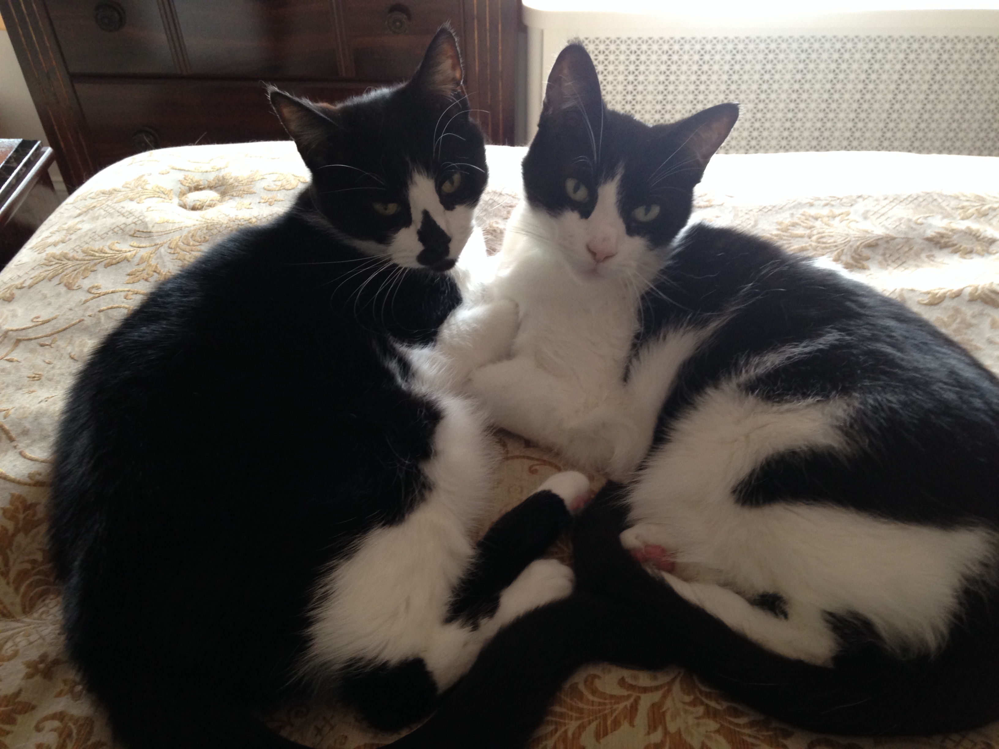 Max & Mickey - Elizabeth Barany - Your Cat
