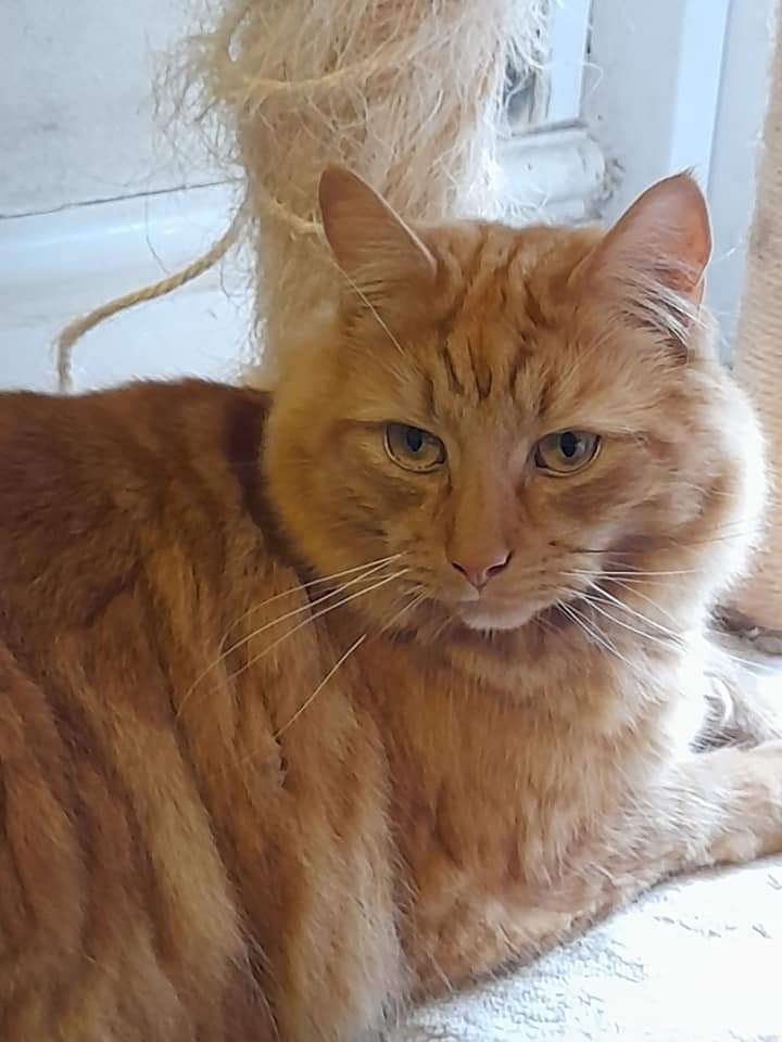 Pablo - Louise Poole - Your Cat