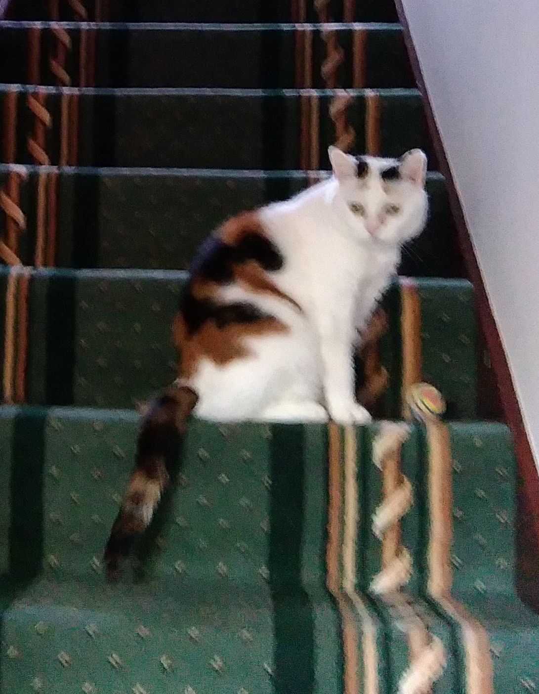 Isla - Kathy Perry - Your Cat