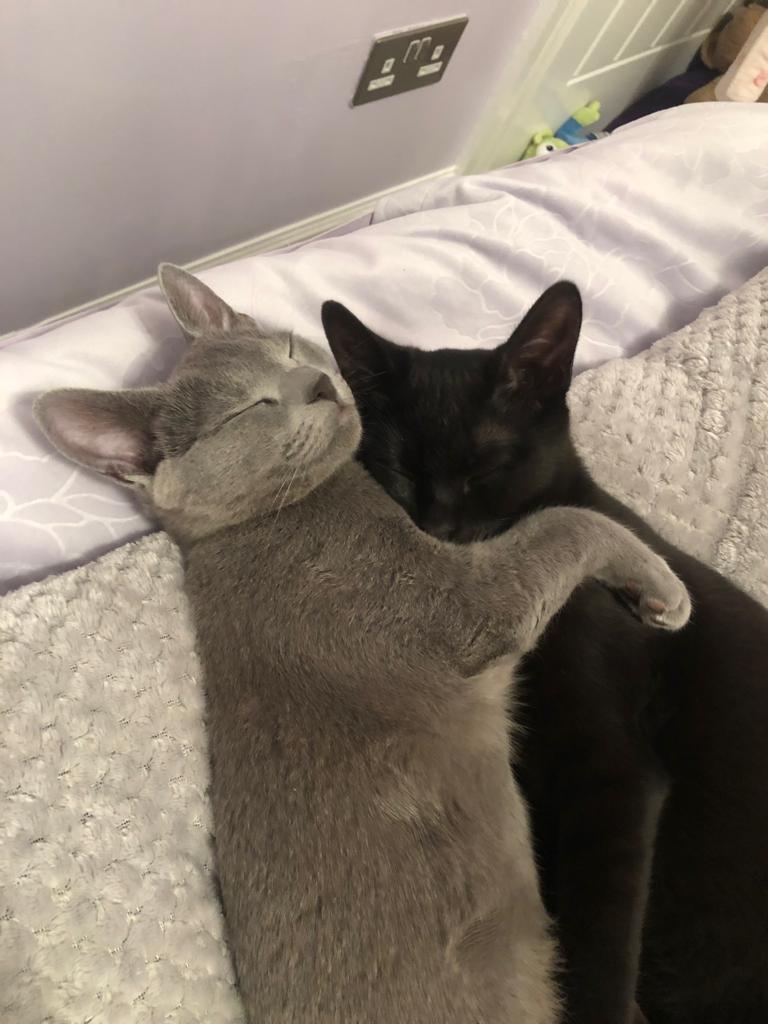 Boo and Binx - Jane - Your Cat