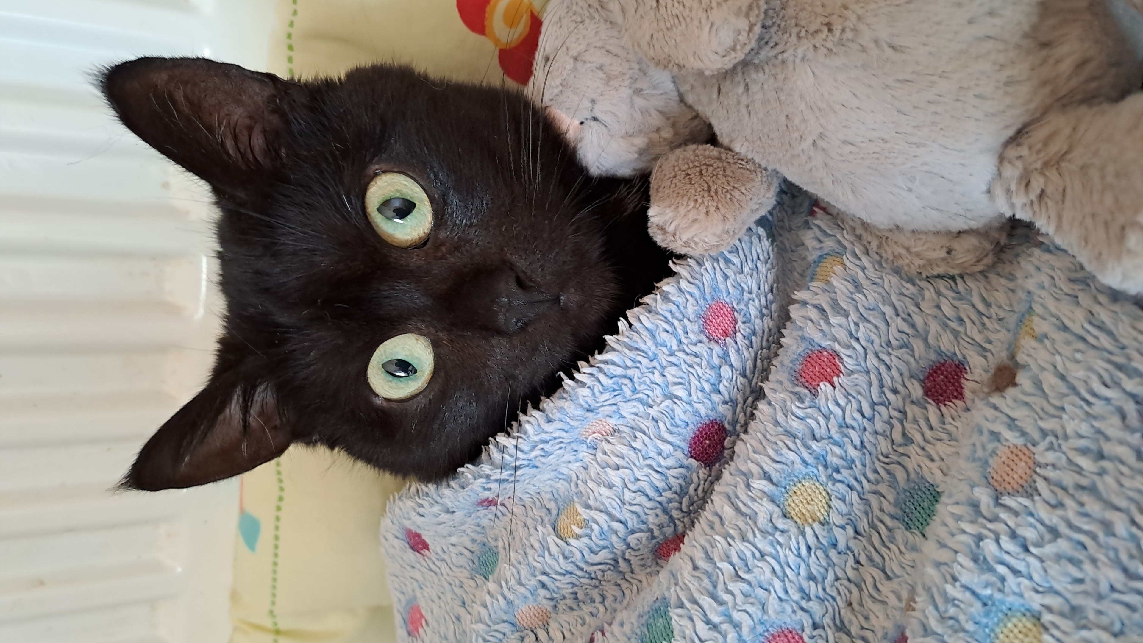 Baby Indy-Boo - Sarah pressler - Your Cat