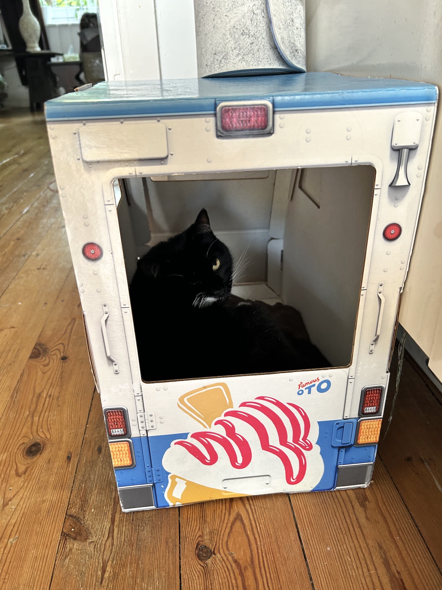 Patsy - Clare Disano - Your Cat