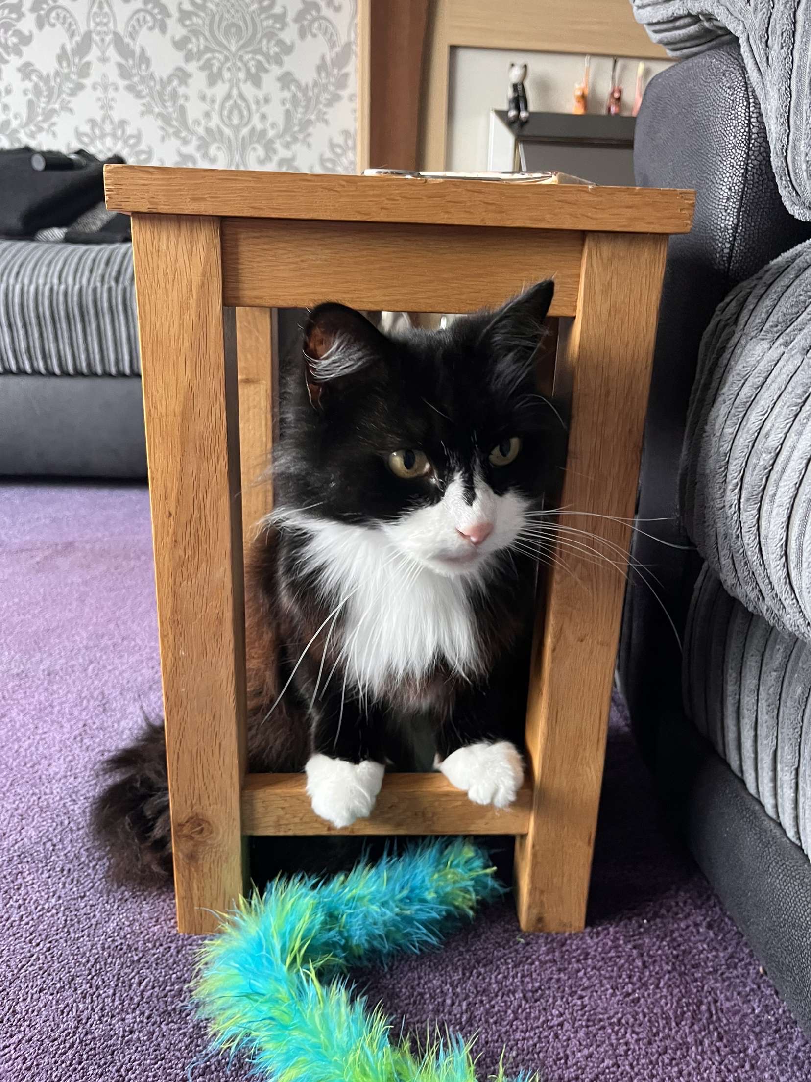 Rocky - Kathy Payne - Your Cat