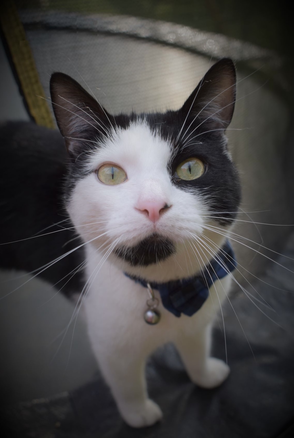 Cat - Rachel Walsh - Your Cat