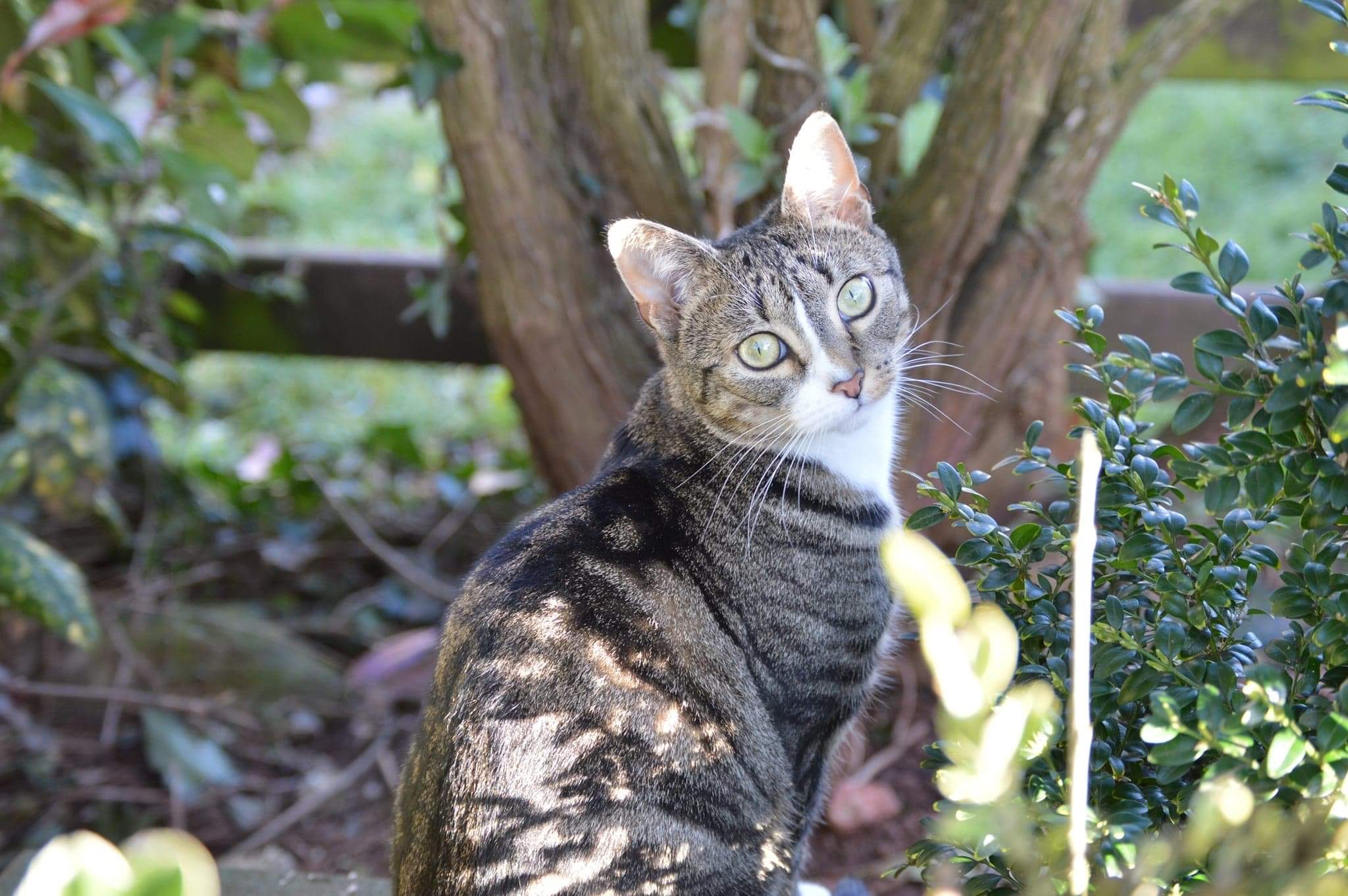 Daisy - Shona Keen - Your Cat