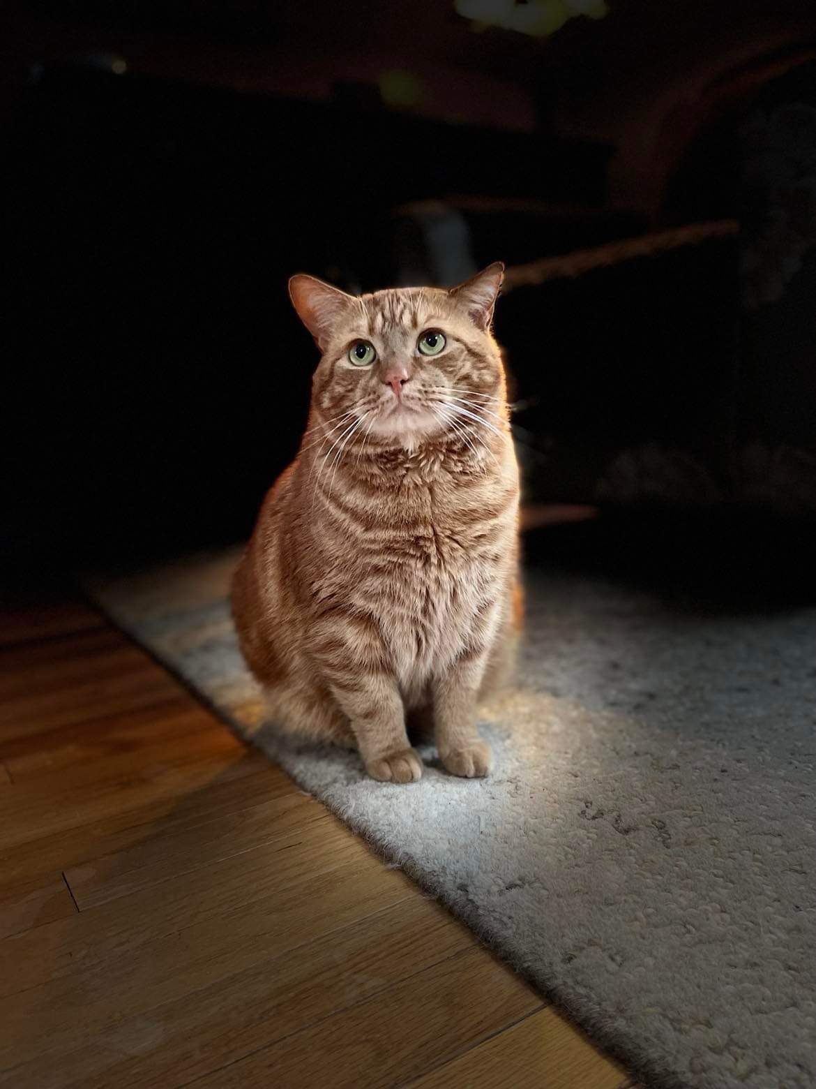 Ginger - Peter Clements - Your Cat