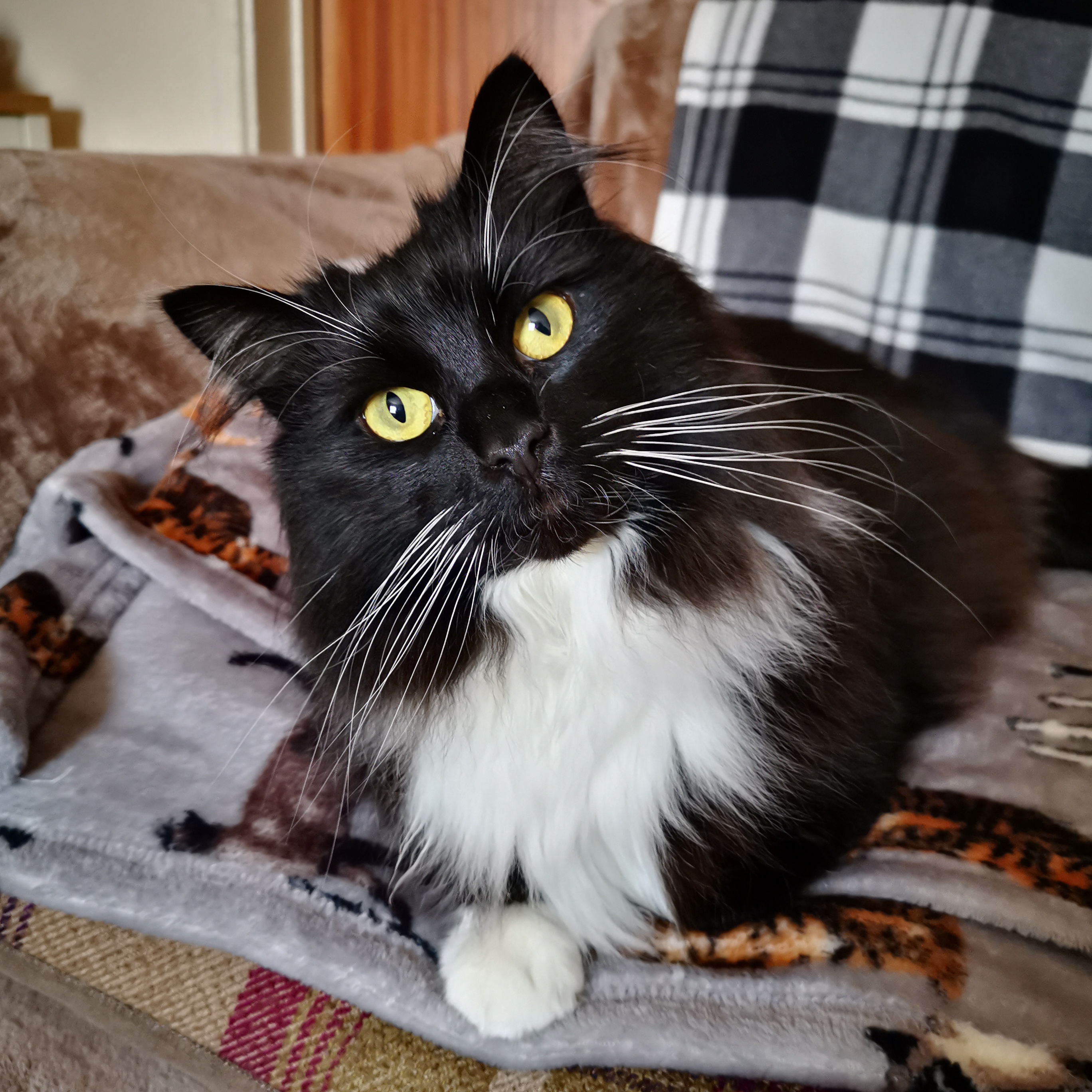 Merlin - Sheila Day - Your Cat