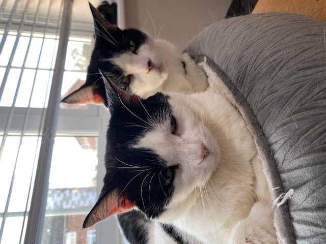 Mama Lucy and Cindy - Angie Davidson - Your Cat