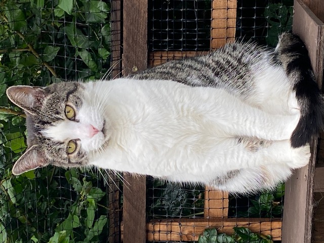 Frankie-Paws - Angie Davidson - Your Cat