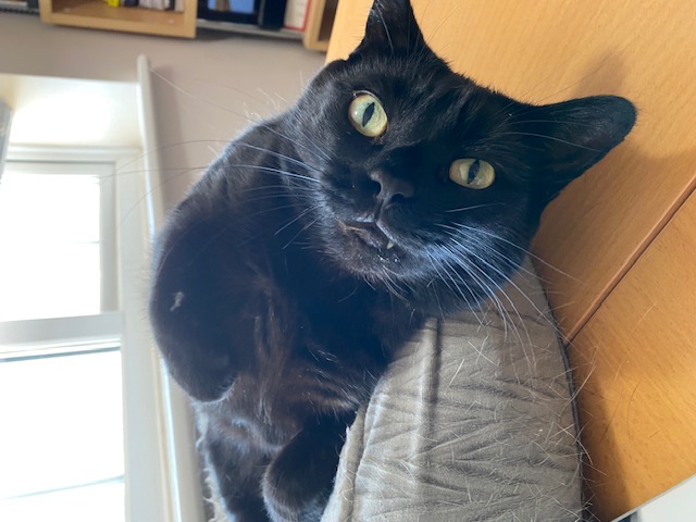 Little Miss Lottie - Angie Davidson - Your Cat