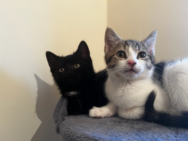 Albie & Milo - elizabeth - Your Cat