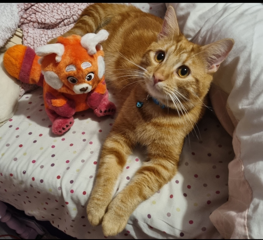 Ginger Steve - Vicky Rathbone - Your Cat