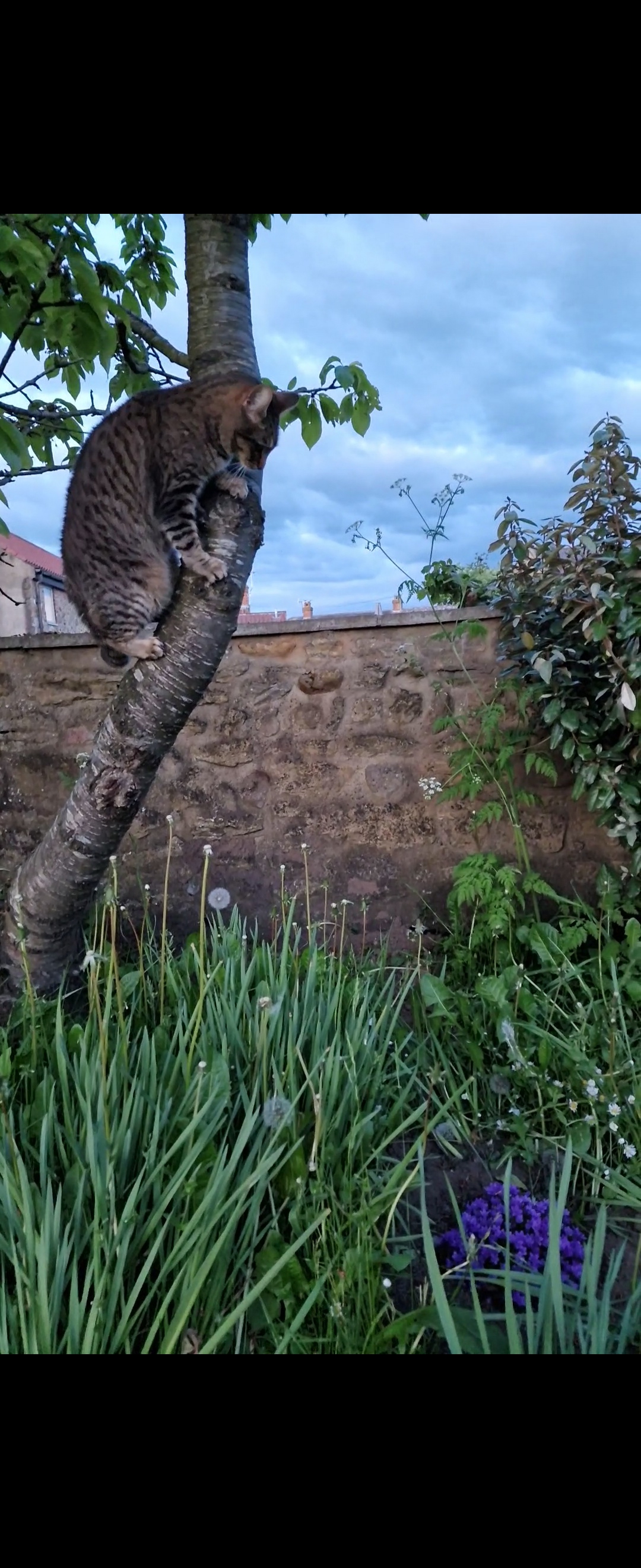 Nala - Emma Eustace - Your Cat