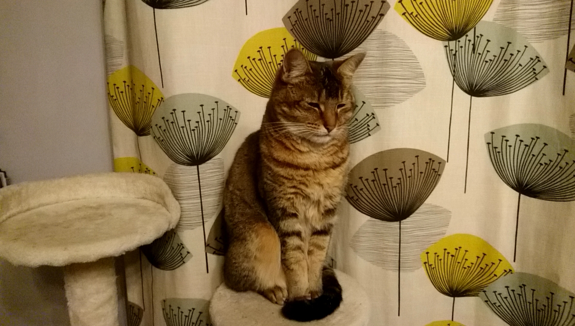 Teasel - Nikki Charlesworth - Your Cat