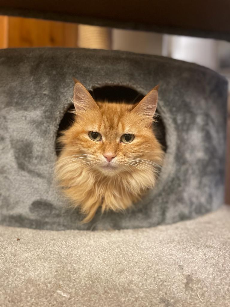 Dixie - Helen Lawrenson-Hinde - Your Cat