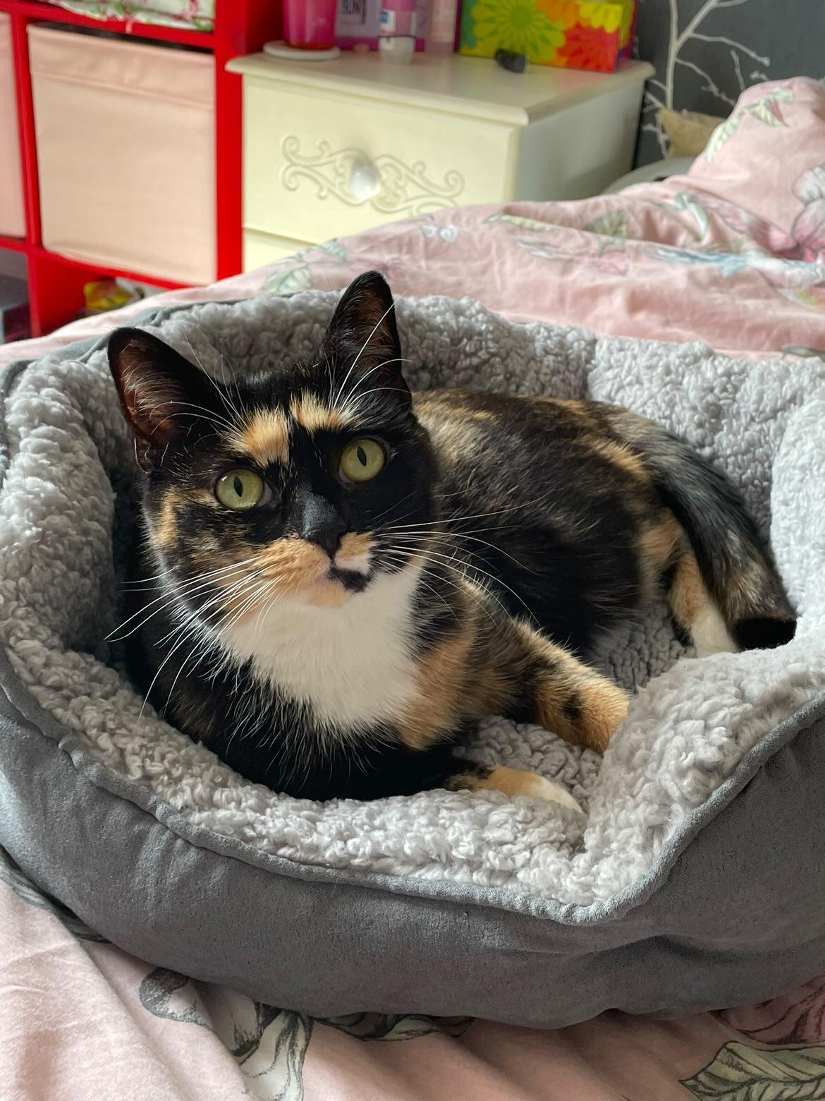 Lily boo - Sarah Baynam - Your Cat