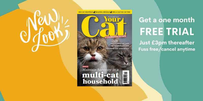 Your Cat Magazine