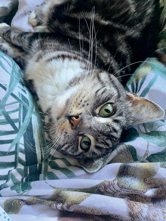 Your Cat Blog - Your Cat