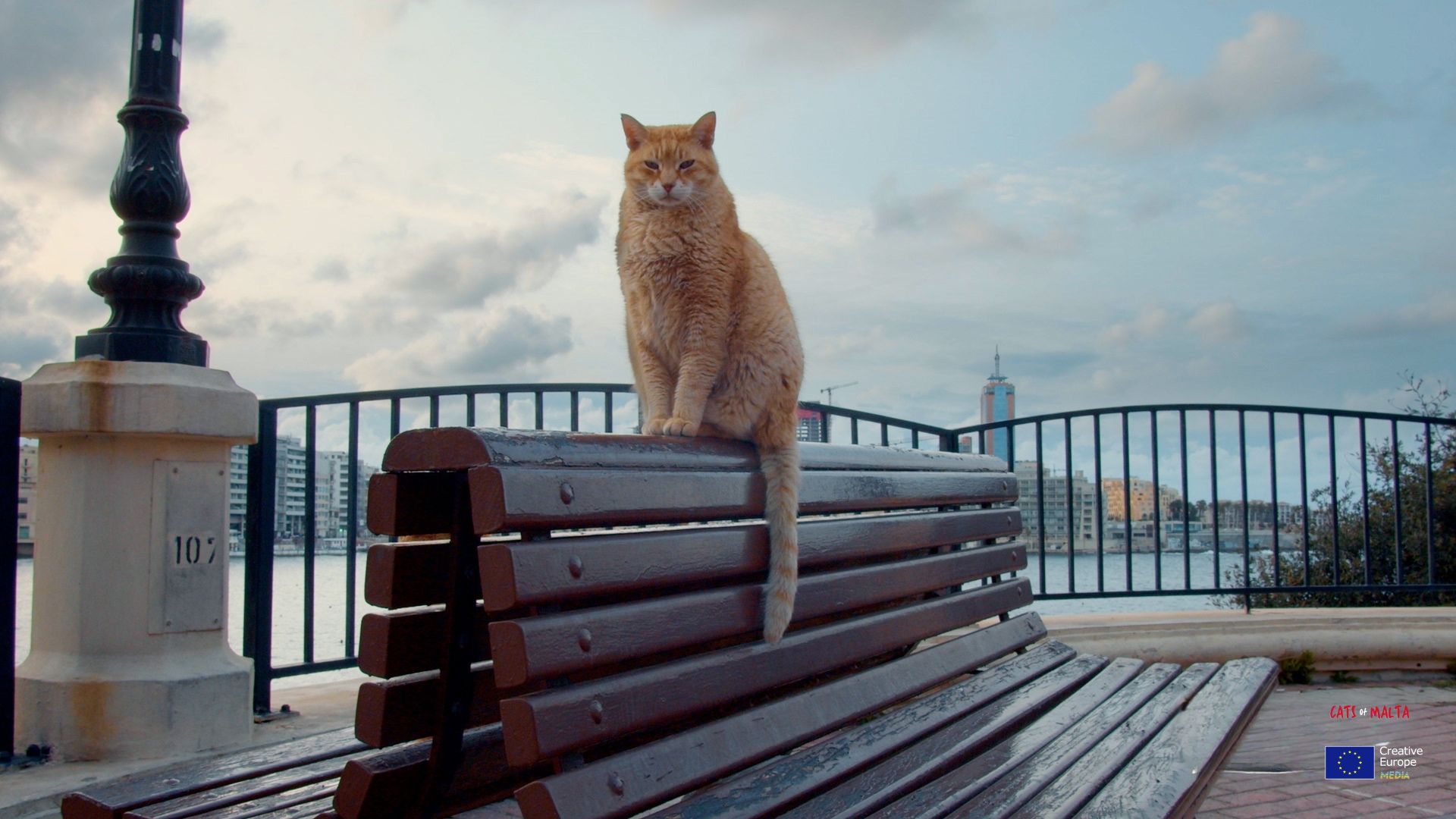 Endearing Cat Movie ‘Cats of Malta’ Streaming in the UK now! - Your Cat
