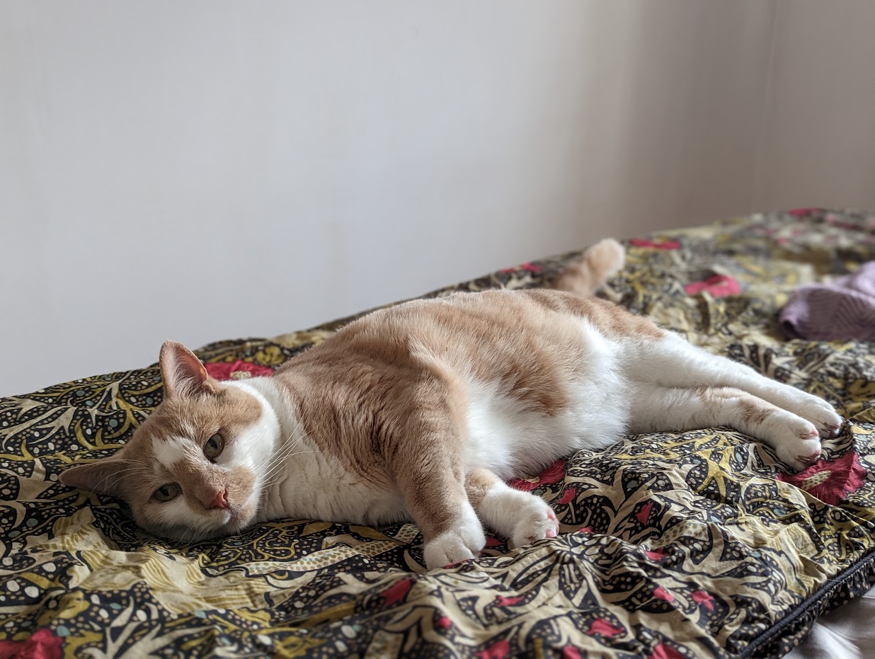 Professor Ginger finally finds a place to call home! - Your Cat