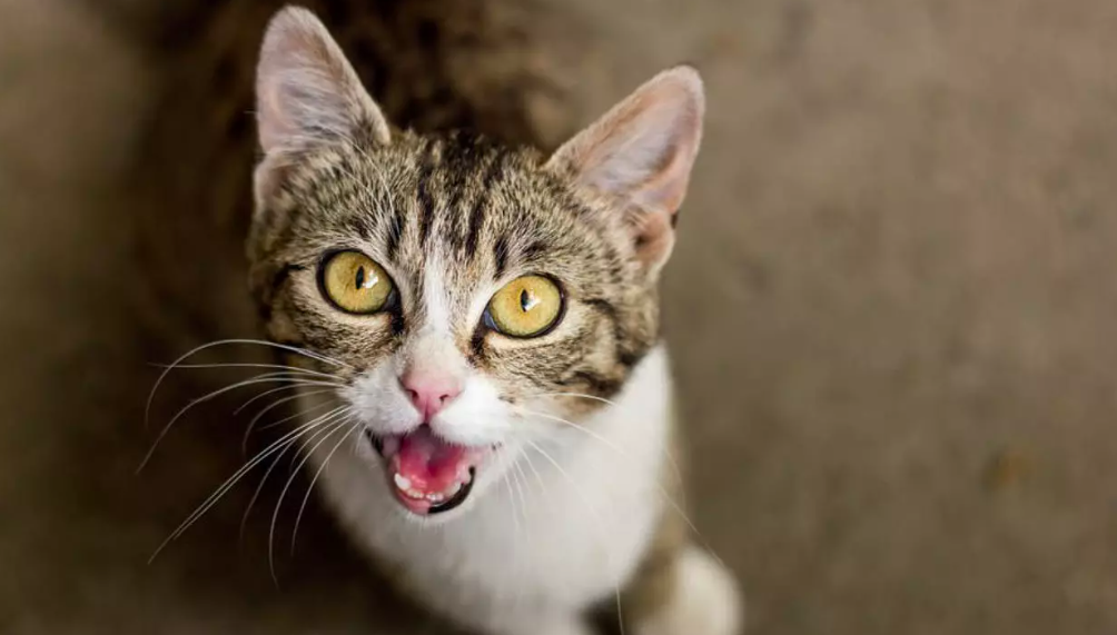 What does my cat’s meow mean? - Your Cat