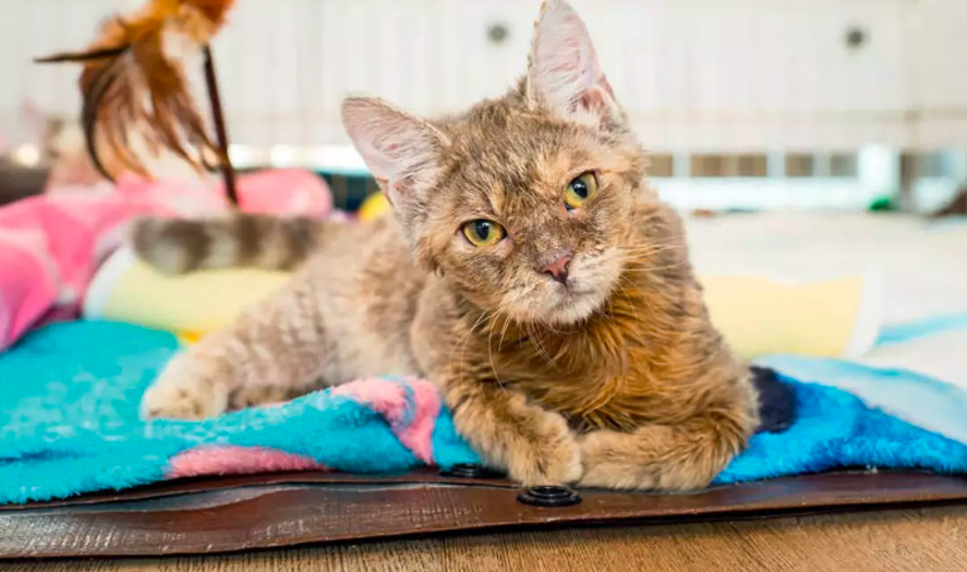 Wobbly cat syndrome - Your Cat