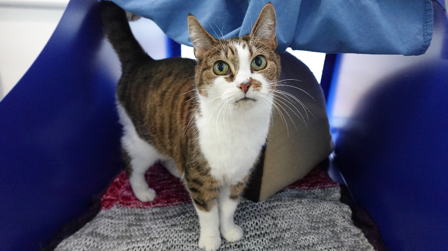 Take a chance on me: Why middle-aged rescue cats have so much love to ...