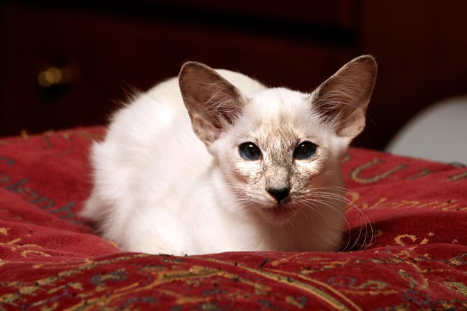 Balinese Cat breed information and advice - Your Cat