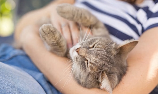 Why isn’t my cat affectionate? - Your Cat