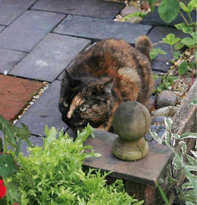 Making your garden as cat-friendly as possible