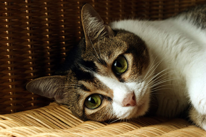 How can I help my grieving cat? - Your Cat