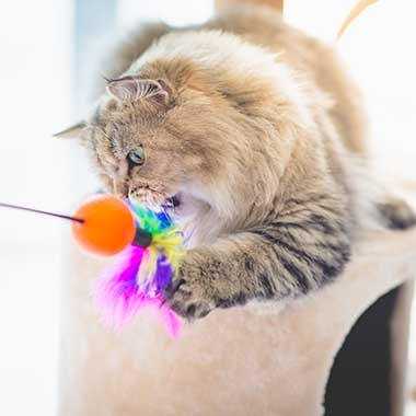 How do I entertain my indoor cat?