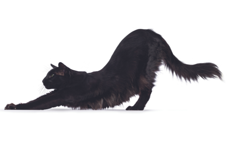 Learn how to stretch like a cat - Your Cat