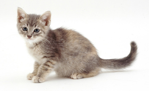 Why does my cat dribble?