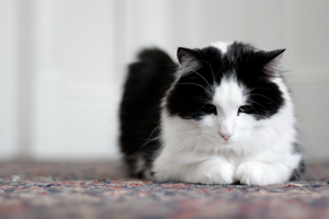 How did my cats get FIP? - Your Cat