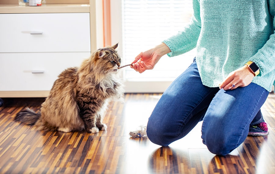 How can I help build my cat’s confidence? - Your Cat