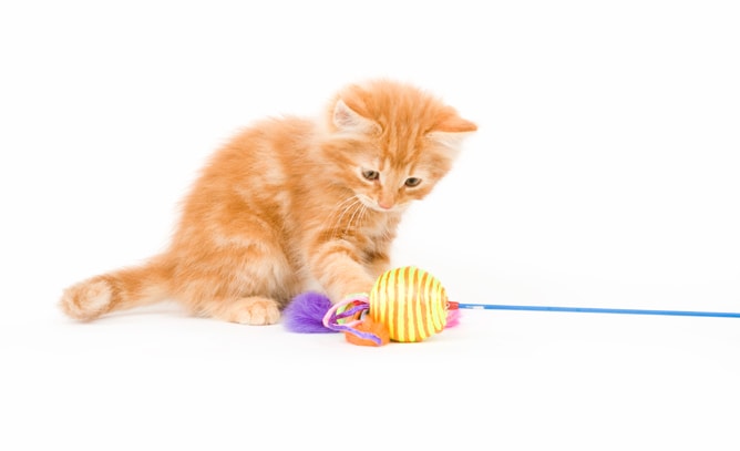 Choosing toys for kittens - Your Cat