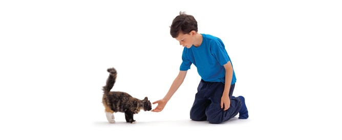 Part 1: How do cats learn? - Your Cat